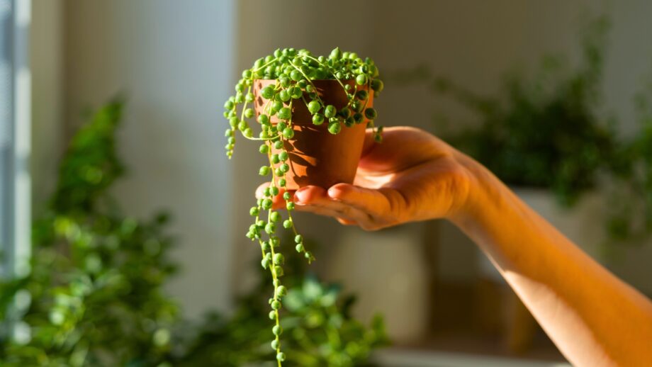 How to Plant, Grow, and Care for String of Pearls