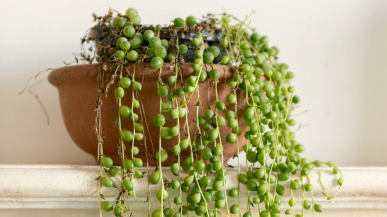 How to Plant, Grow, and Care for String of Pearls