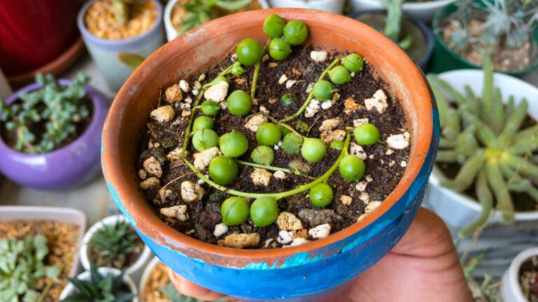 How to Plant, Grow, and Care for String of Pearls