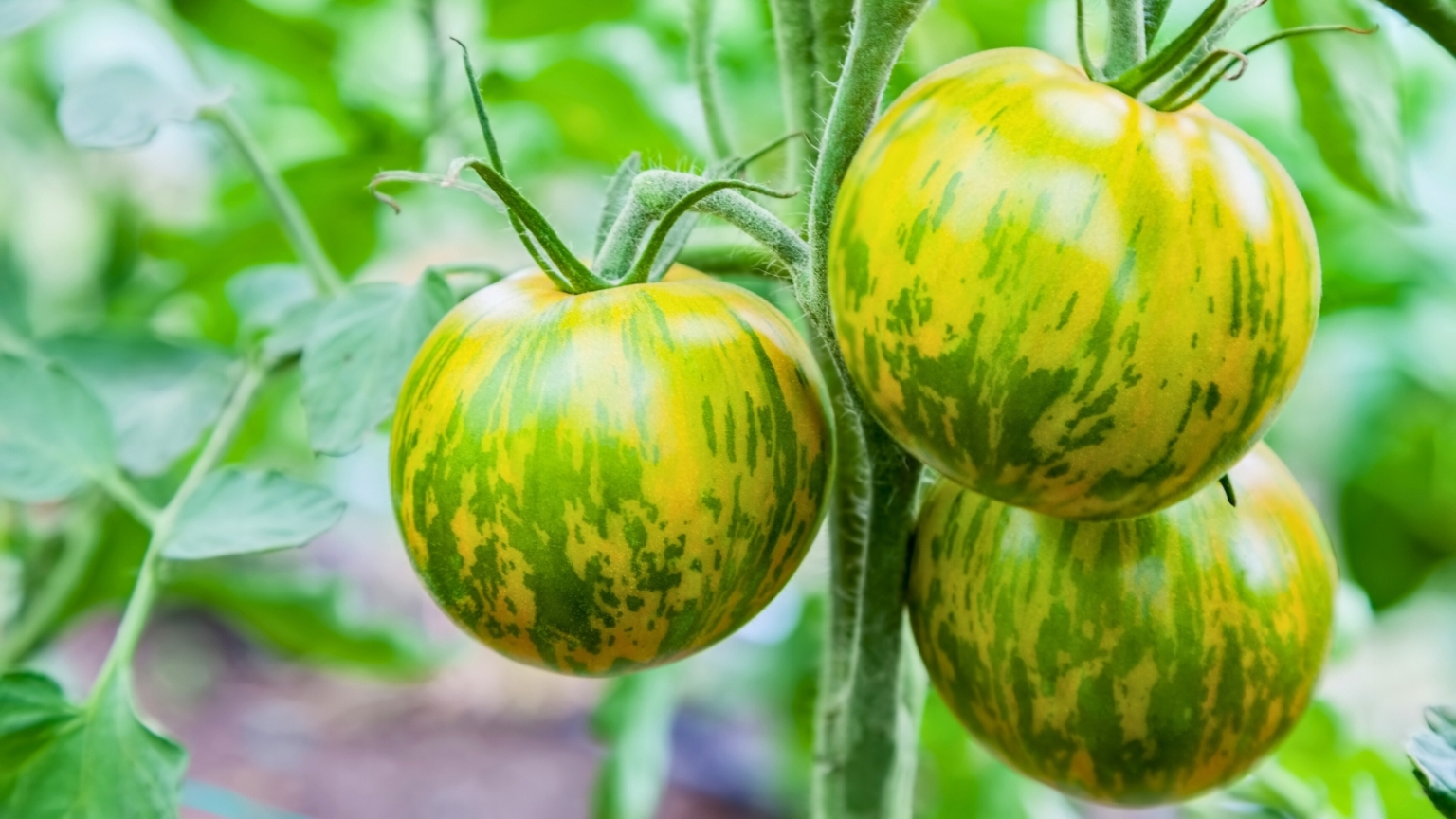 7 Colorful Tomatoes That Are Almost Too Pretty to Eat