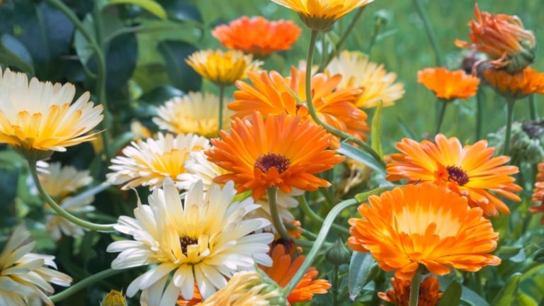 21 Beautiful Calendula Varieties For Your Garden