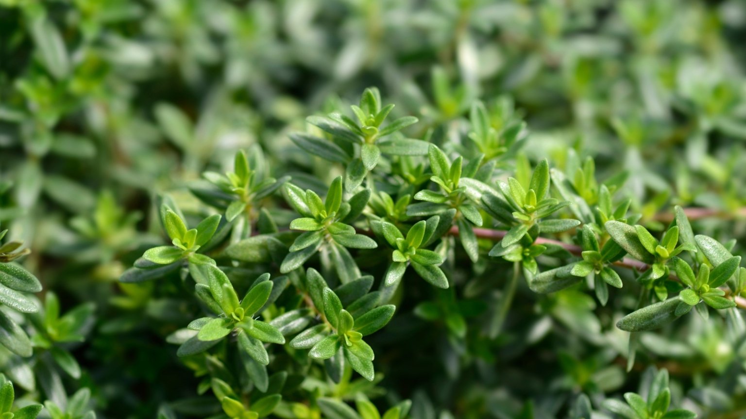 15 Herbs You Can Grow on Your Kitchen Windowsill