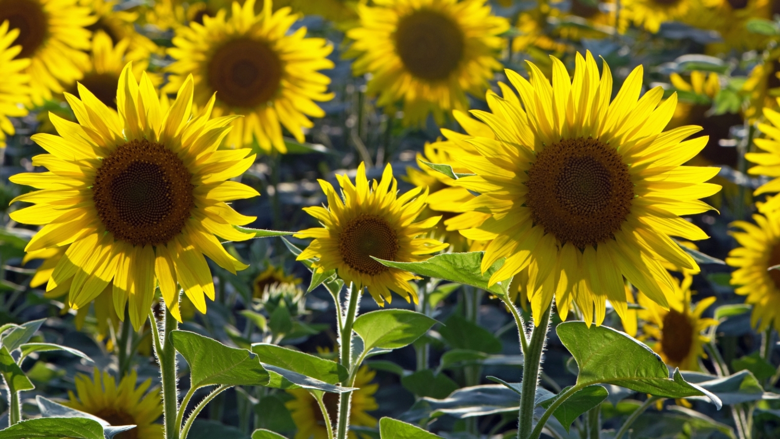 17 Vegetables to Plant in June