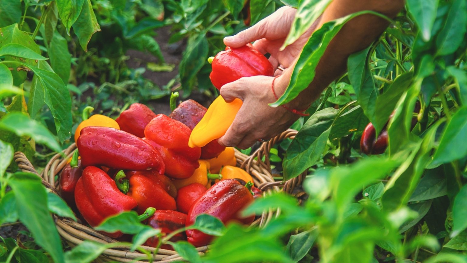 Extending the Harvest: Fall Care for Pepper Plants