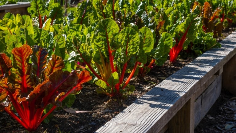 17 Popular Superfoods You Can Grow at Home