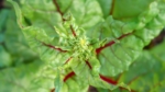How to Plant, Grow, and Care for Swiss Chard