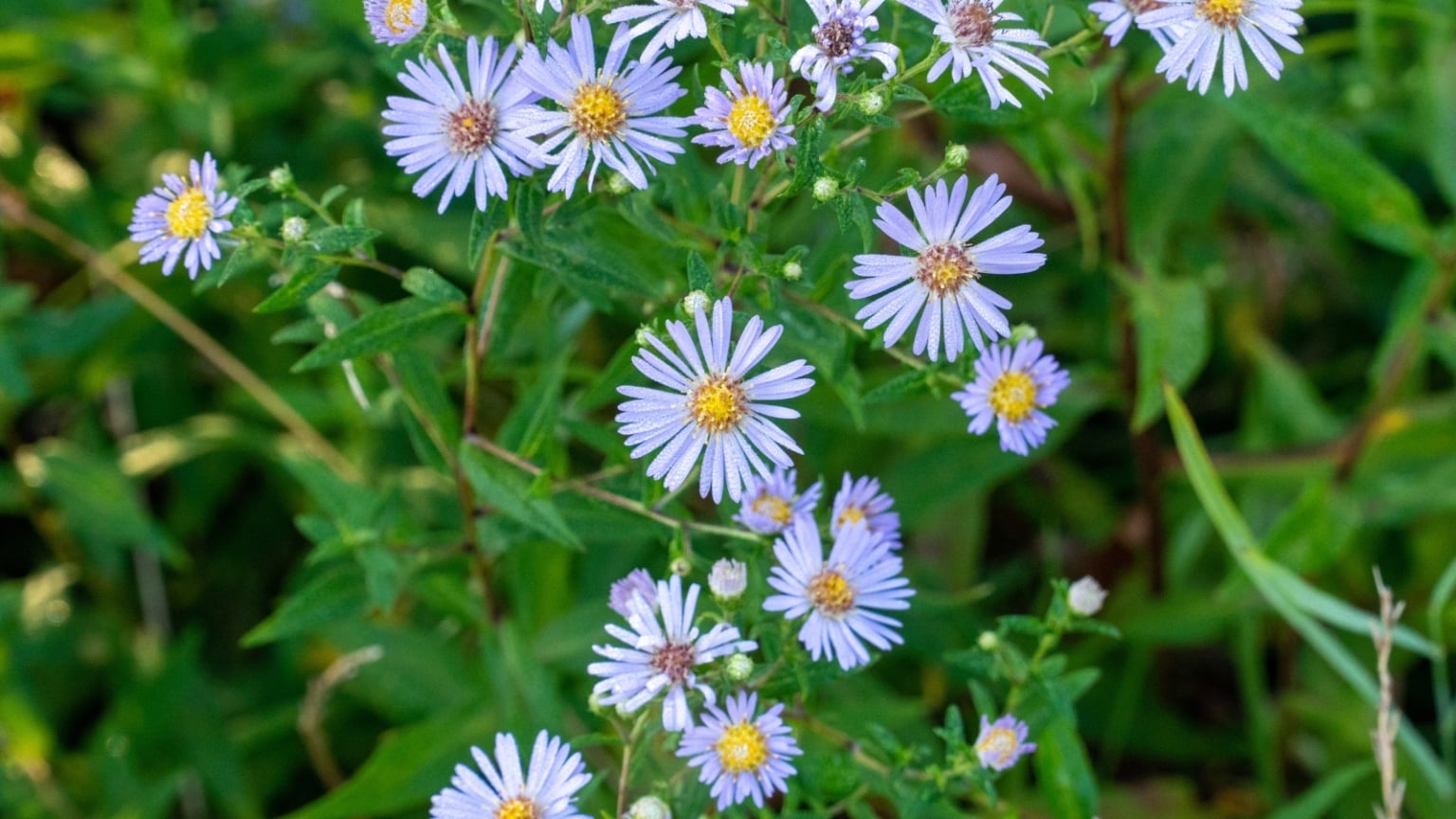 21 Wildflowers Native to Washington State