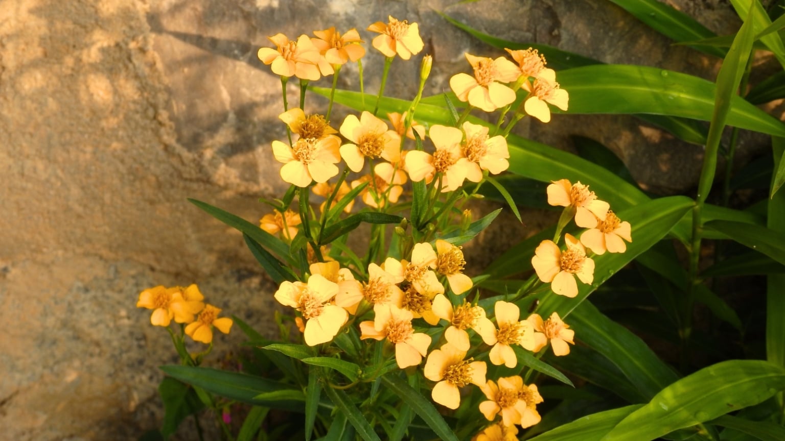 21 Heat-Tolerant Herbs For Hot Climates
