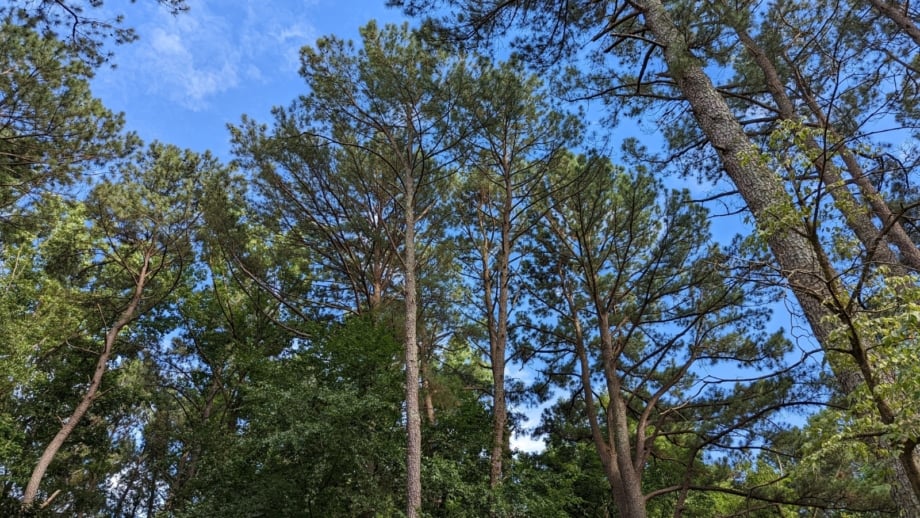 Pine Tree Growth Rates: How Fast do Pine Trees Grow?