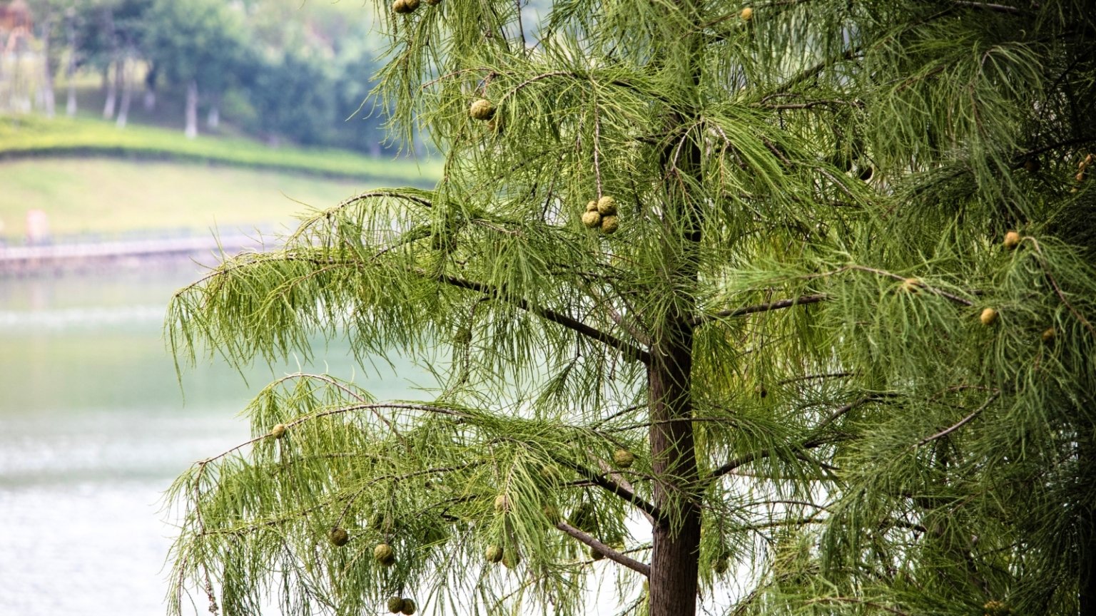 25 Types of Conifers for Home Landscapes