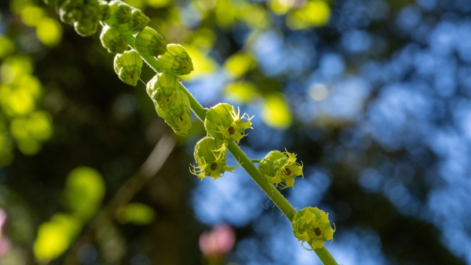 21 Oregon Native Wildflowers
