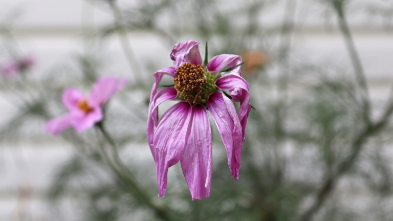 Why Aren't My Cosmos Blooming?