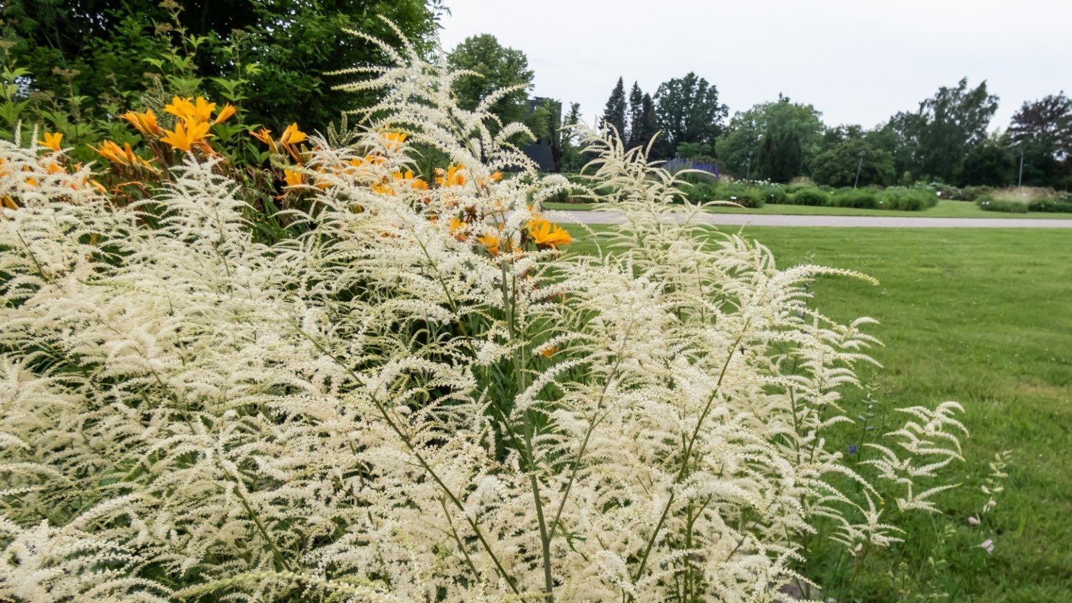 21 Plants that Thrive in Wet Soil