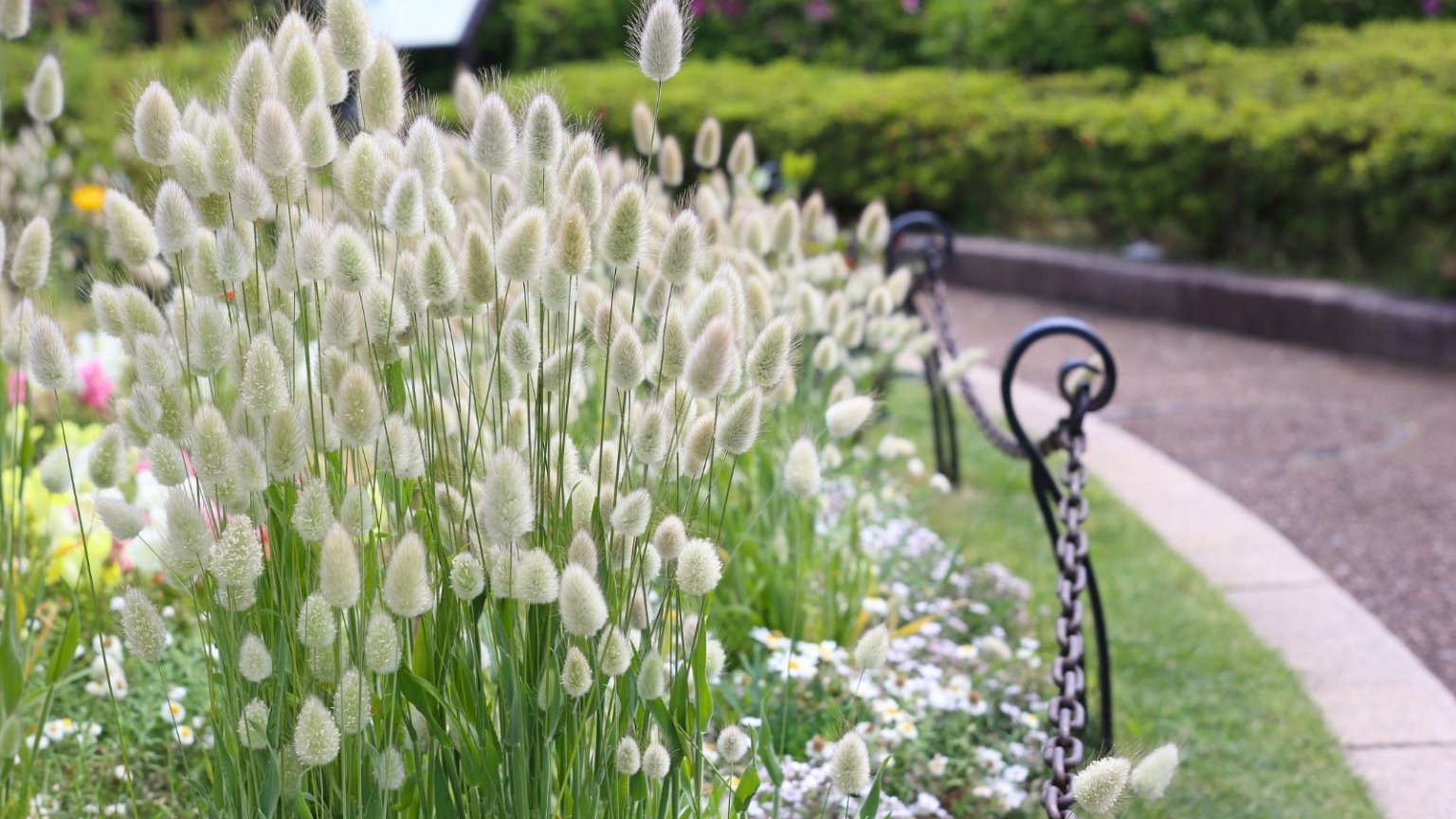 How to Plant, Grow, and Care for 'Bunny Tails' Grass