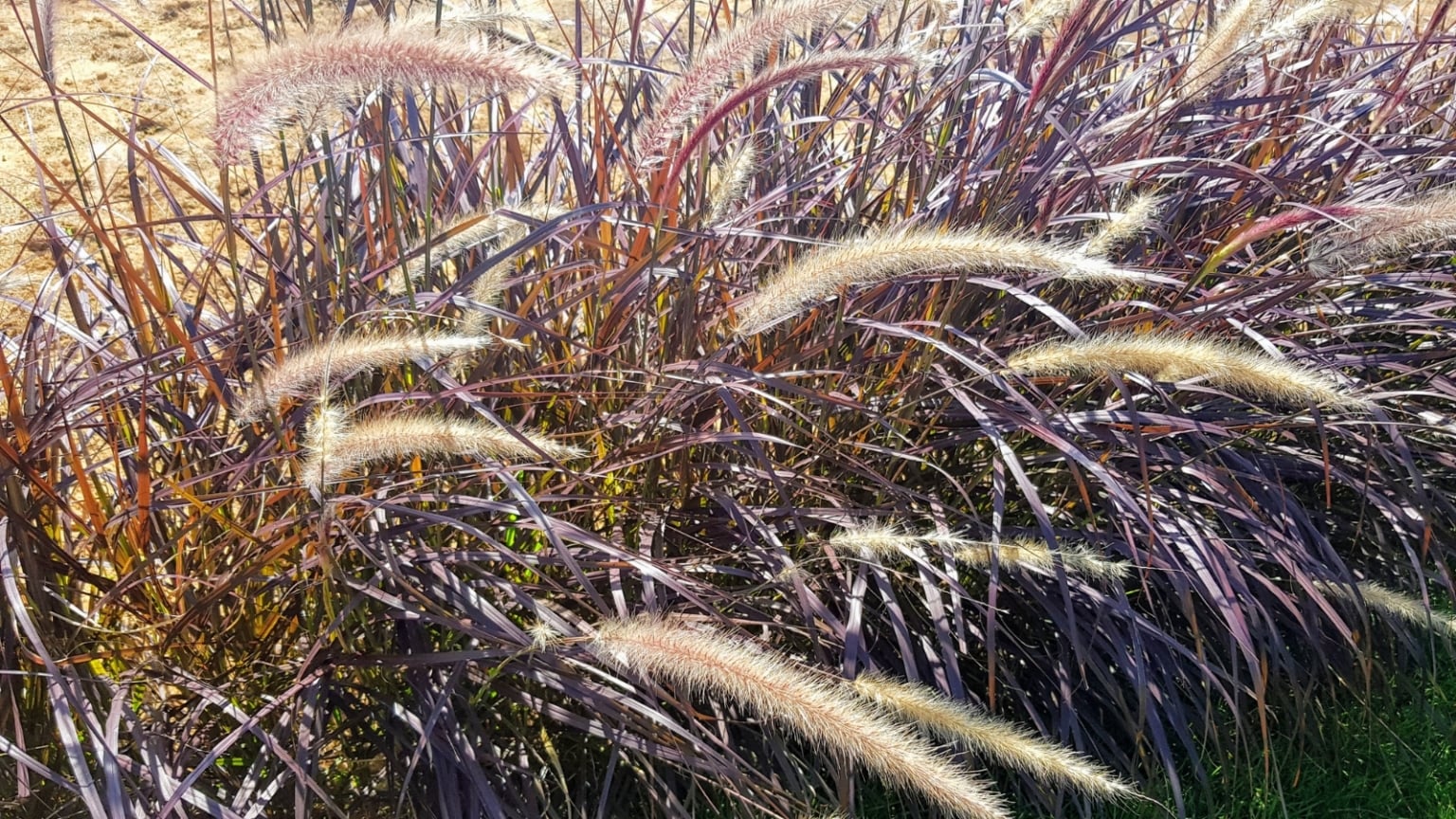 How to Plant, Grow, and Care for Purple Fountain Grass