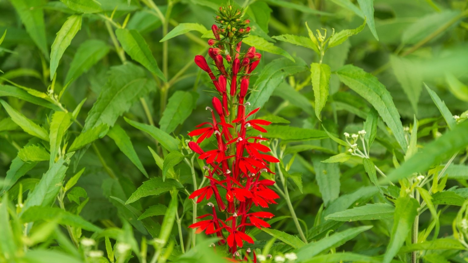 How to Plant, Grow, and Care For Cardinal Flower