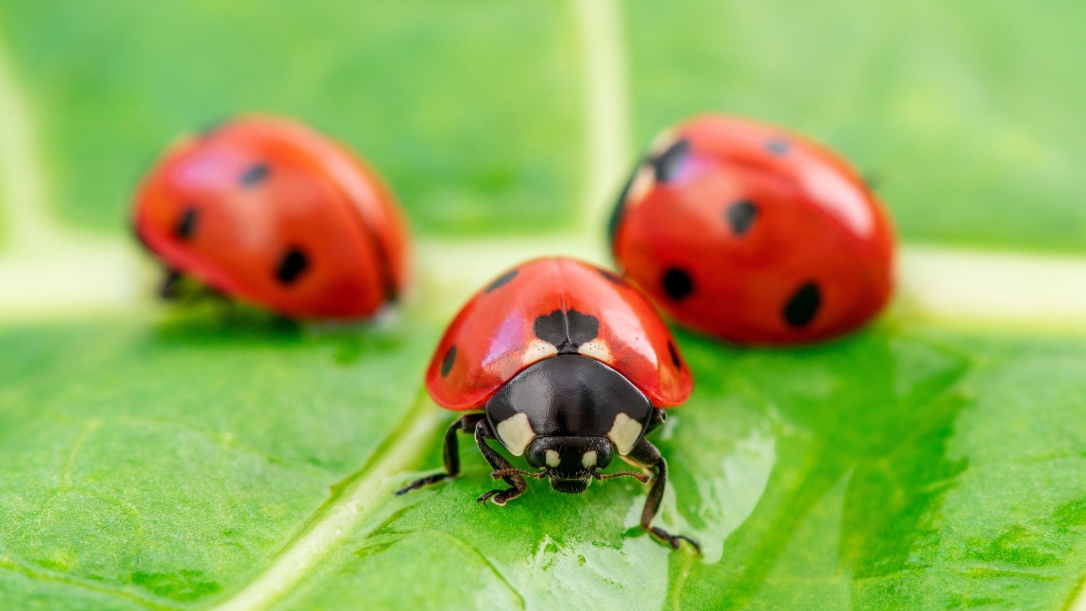 Should You Buy Ladybugs as Natural Pest Control?