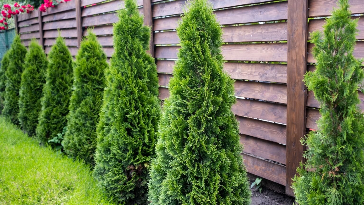 12 Narrow Columnar Trees for Small Spaces - Epic Gardening