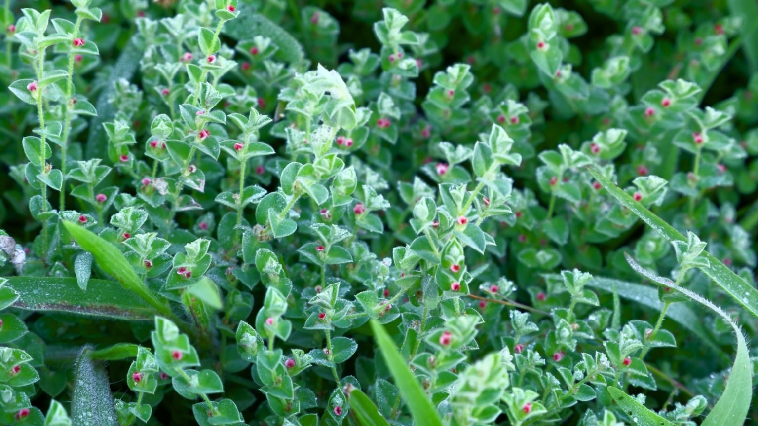 21 Heat-Tolerant Herbs For Hot Climates