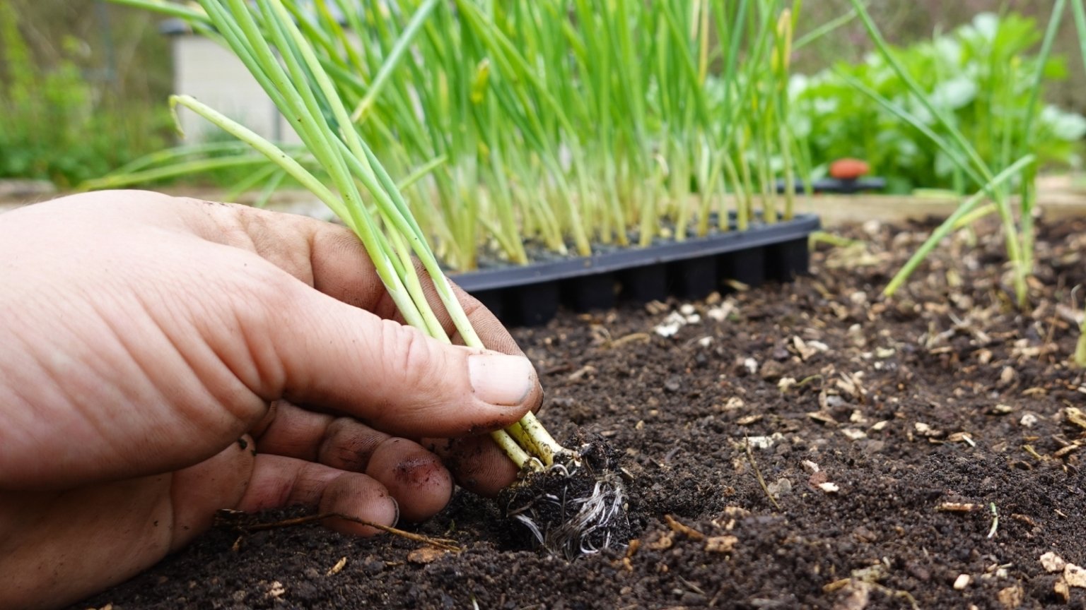 Is It Better To Grow Onions from Seeds or Sets?