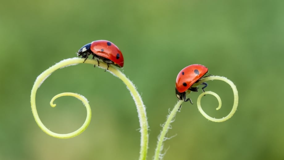 Should You Buy Ladybugs as Natural Pest Control?