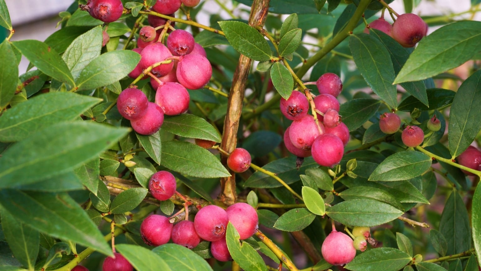 9 Berry Bushes That Thrive in Raised Beds