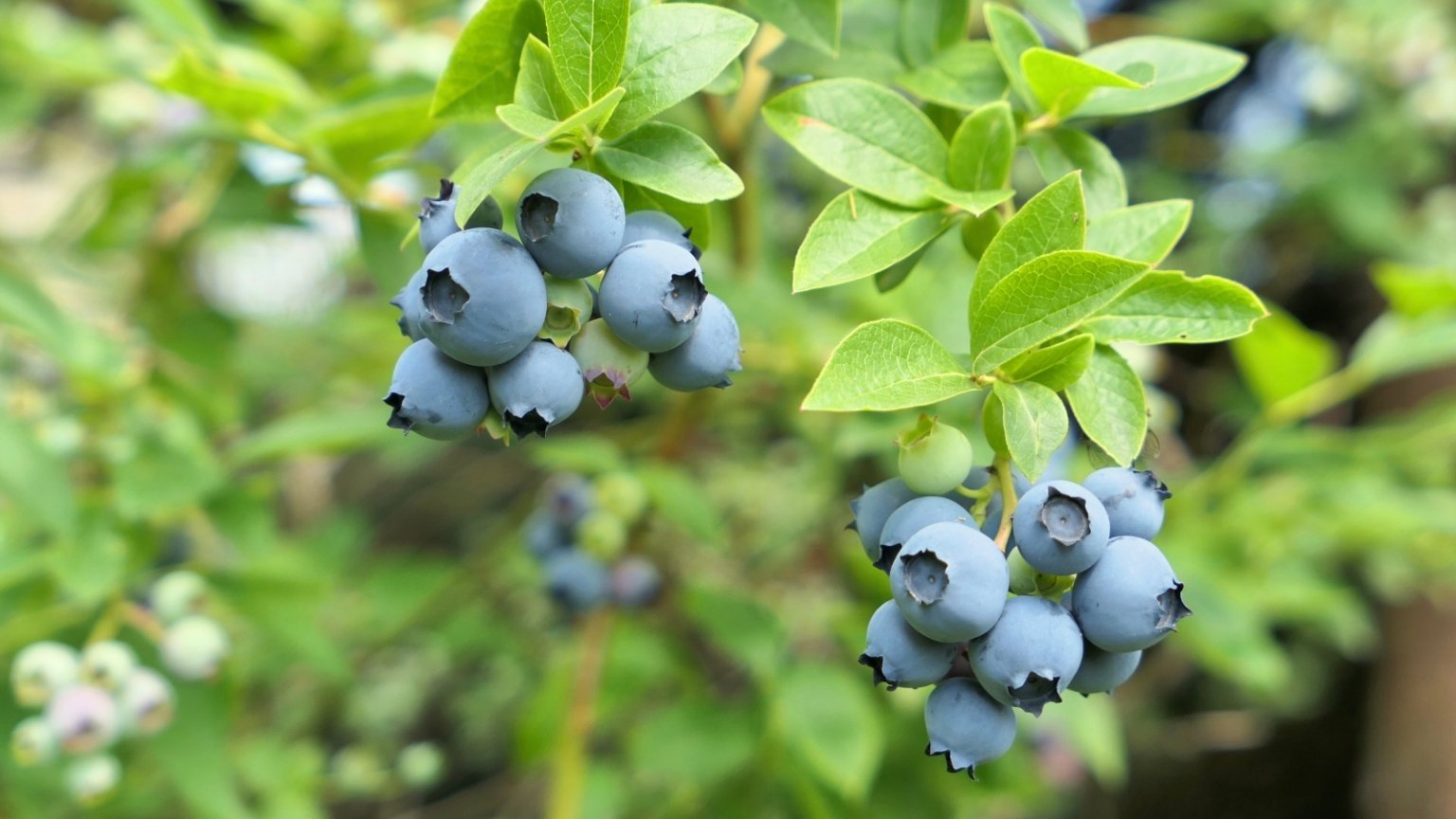 15 Compact Berry Plants That Grow Well in Containers