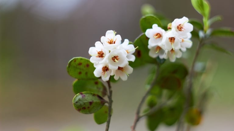 21 Edible Native Plants: Growing a Native Food Garden