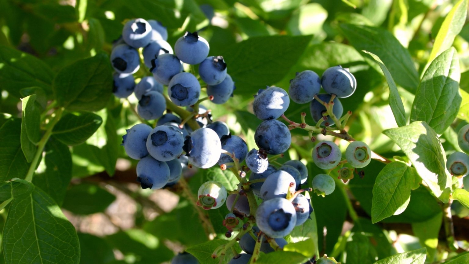 9 Berry Bushes That Thrive in Raised Beds