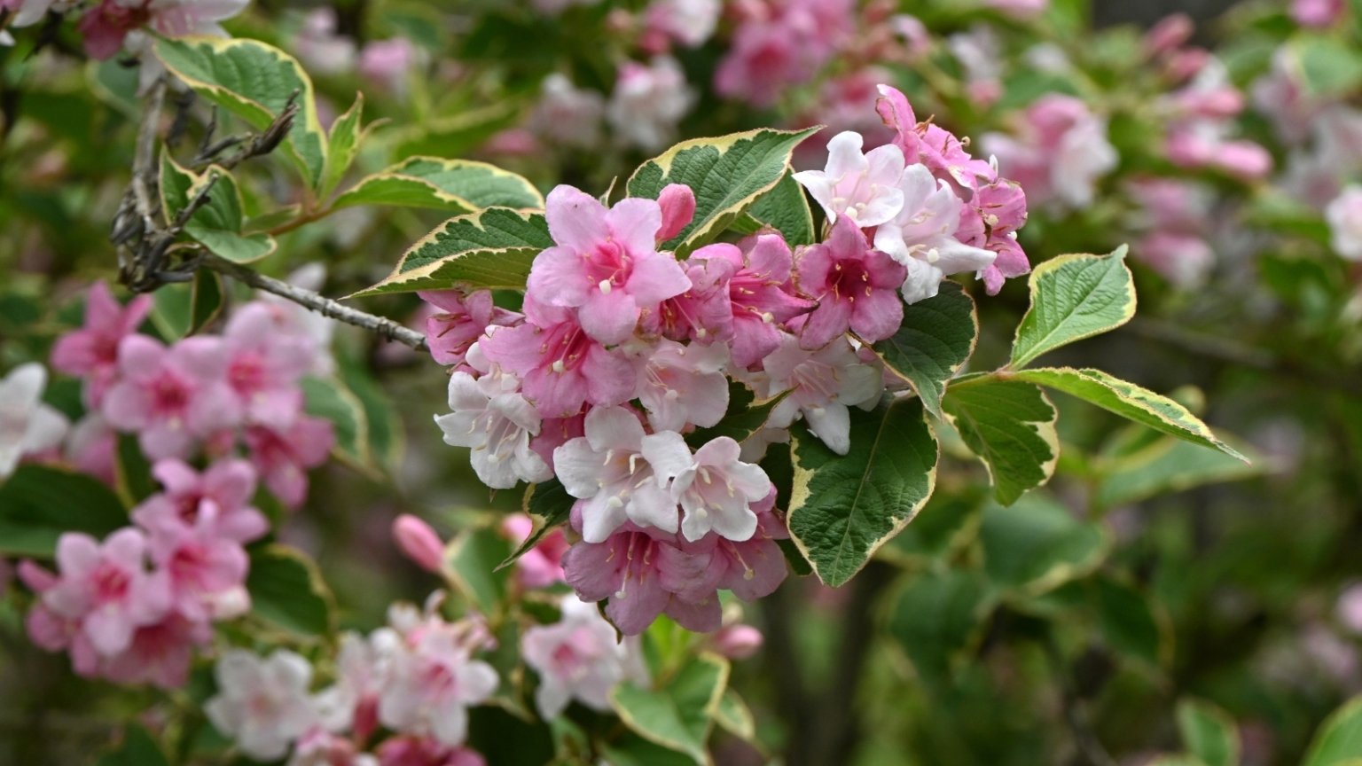 17 Gorgeous and Deer-Resistant Weigela Varieties for Your Garden