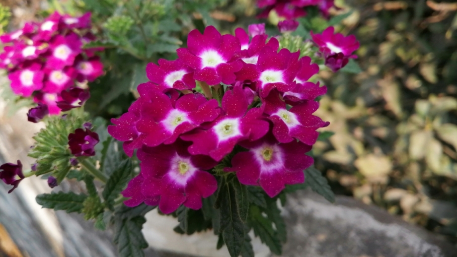 21 Deer-Resistant Annuals for Your Flower Garden