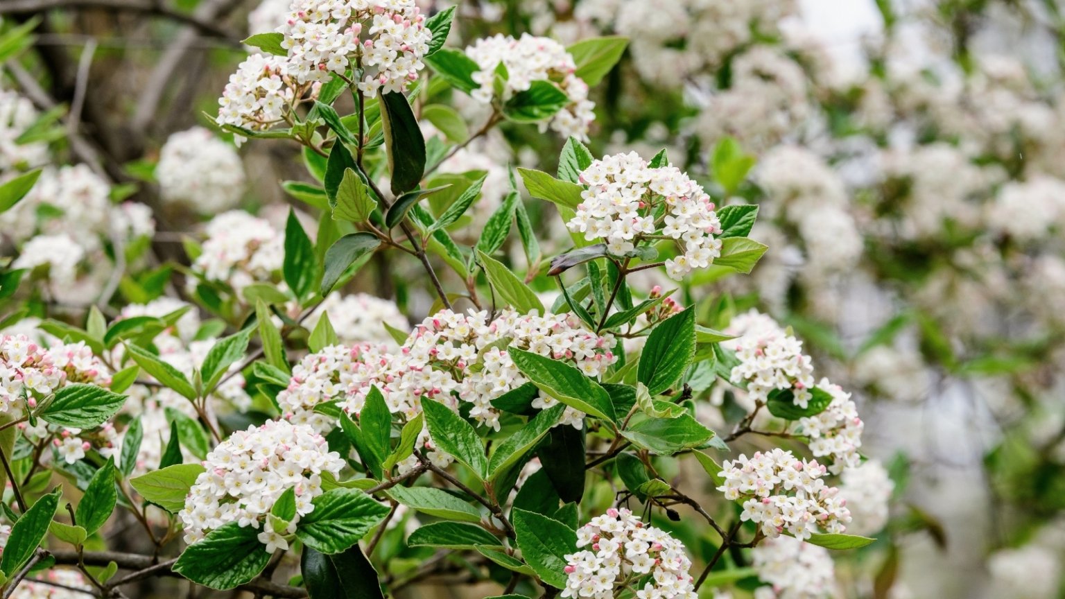 25 Best Plants For Dry Shade Gardens