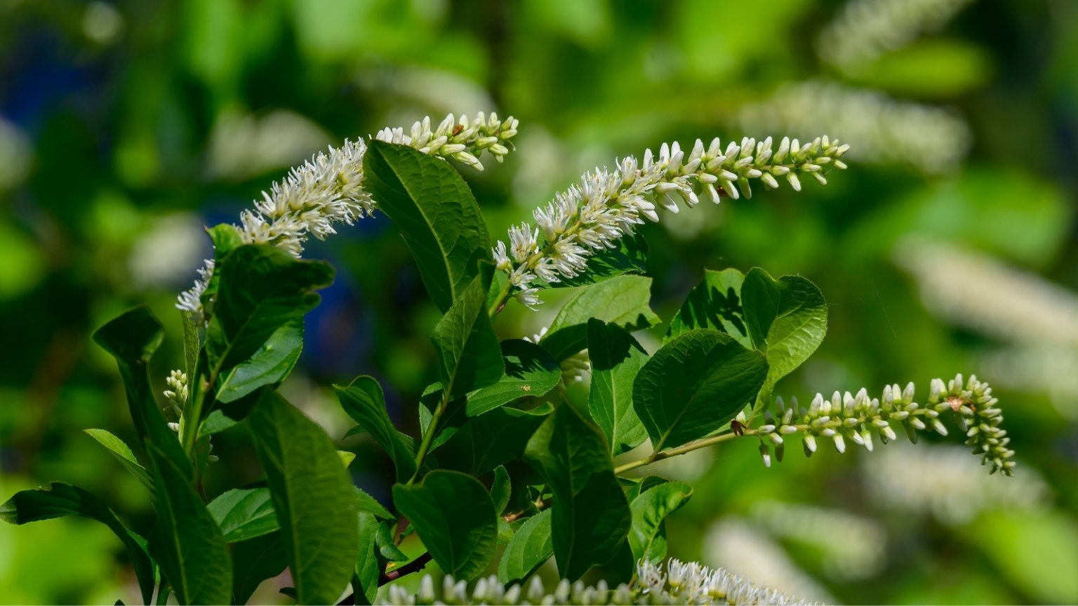 17 Best North American Native Shrubs For Your Garden