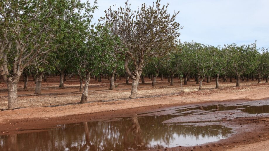 How to Plant, Grow, and Care for Pistachio Trees - Epic Gardening