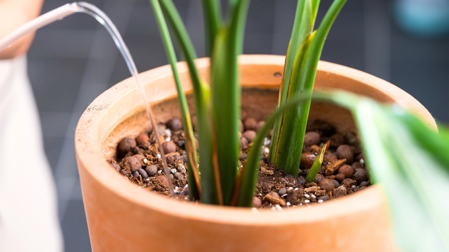 9 Ways to Save Over-Fertilized Plants