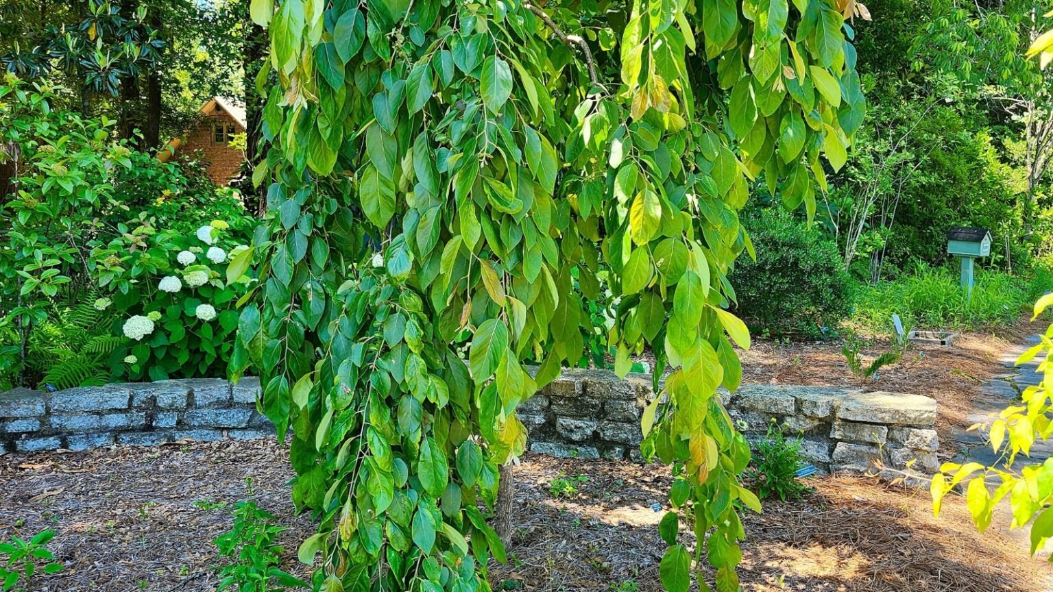 12 Narrow Columnar Trees for Small Spaces - Epic Gardening
