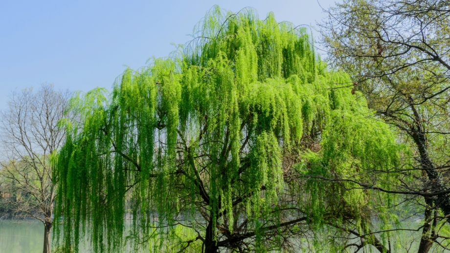 21 Plants that Thrive in Wet Soil