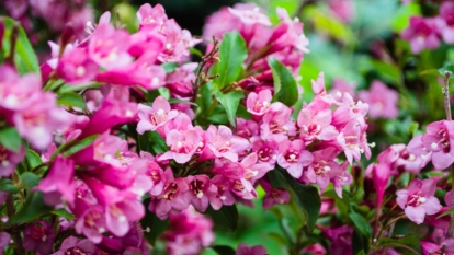 17 Gorgeous and Deer-Resistant Weigela Varieties for Your Garden