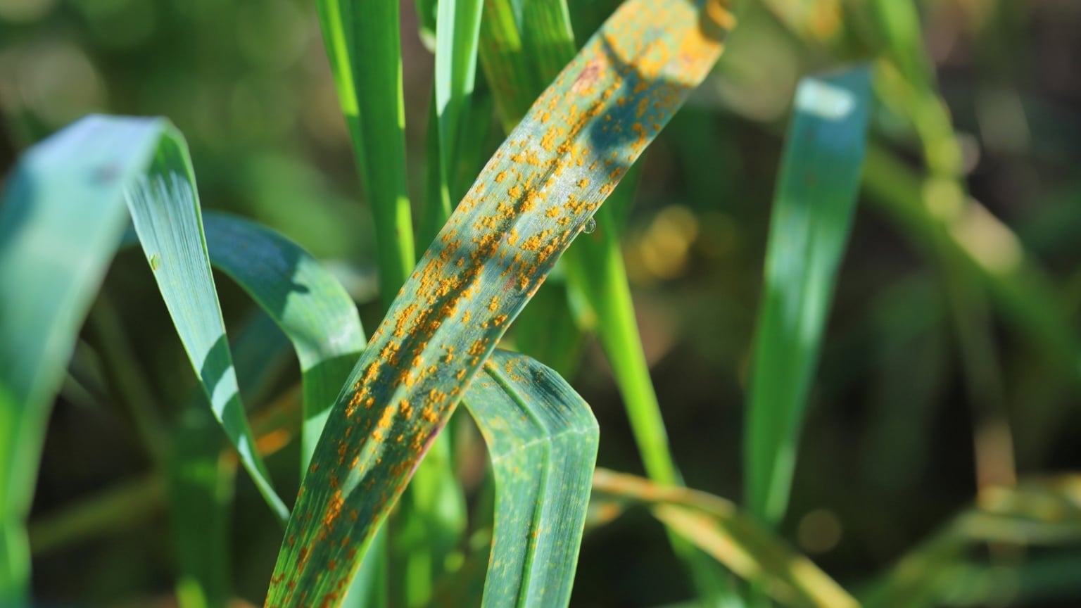 23 Common Garden Diseases and How to Treat Them