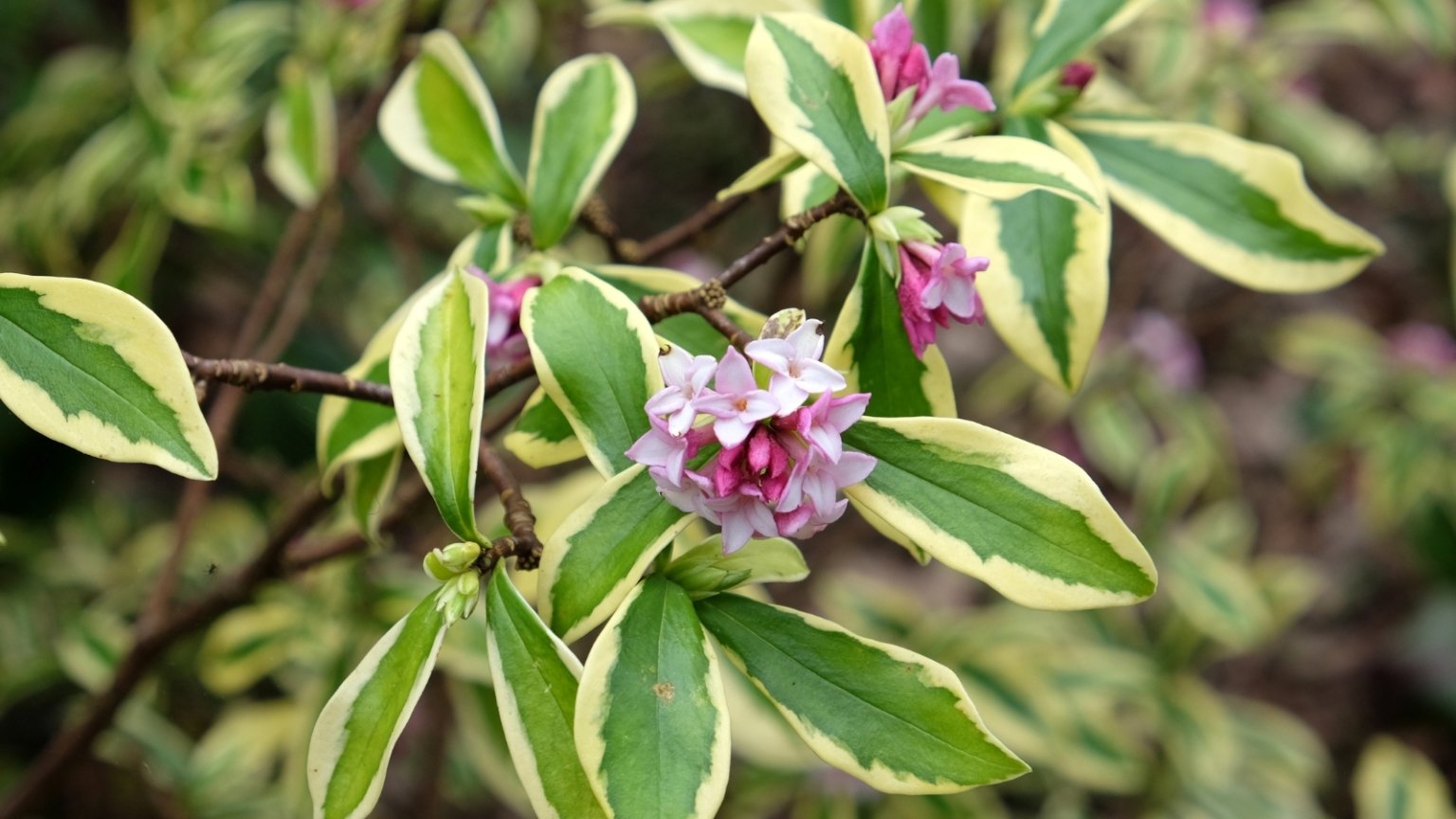 How to Plant, Grow, and Care For Daphne Shrubs