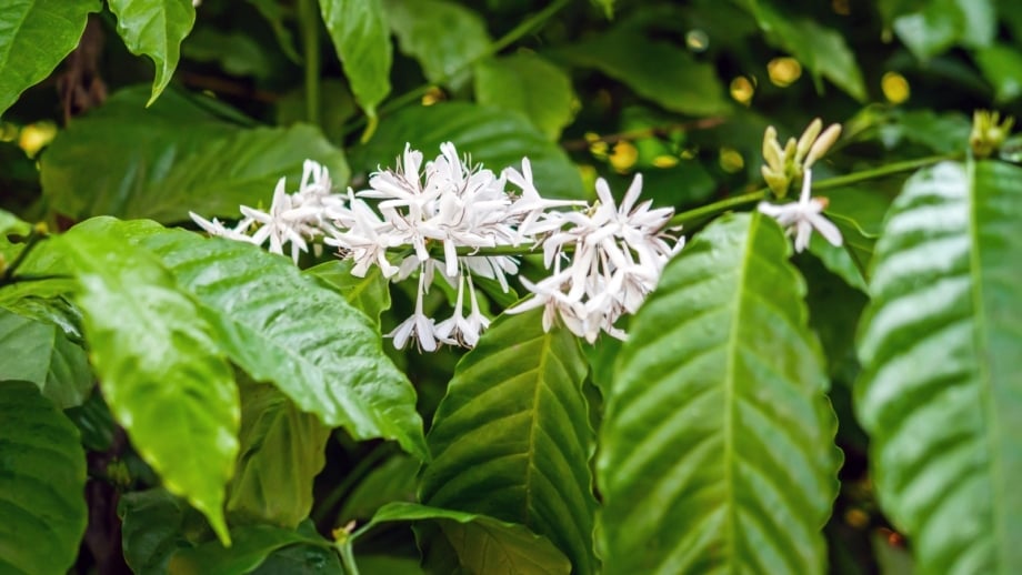 How to Plant, Grow, and Care for Arabica Coffee Plants
