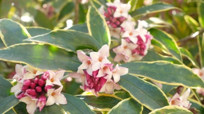 How to Plant, Grow, and Care for Winter Daphne