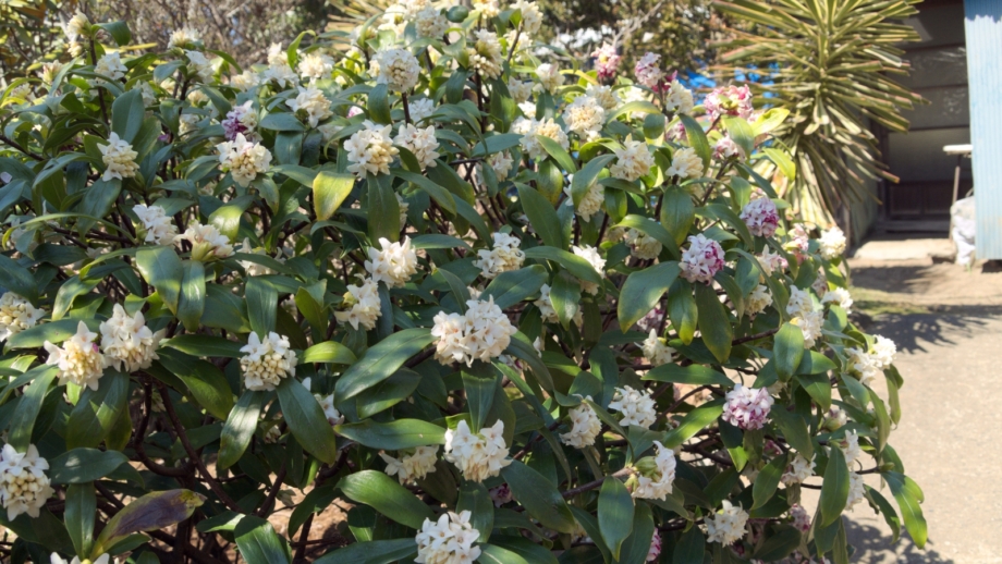 How to Plant, Grow, and Care for Winter Daphne
