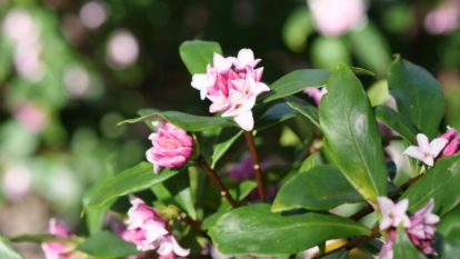 How to Plant, Grow, and Care for Winter Daphne