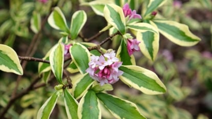 How to Plant, Grow, and Care for Winter Daphne