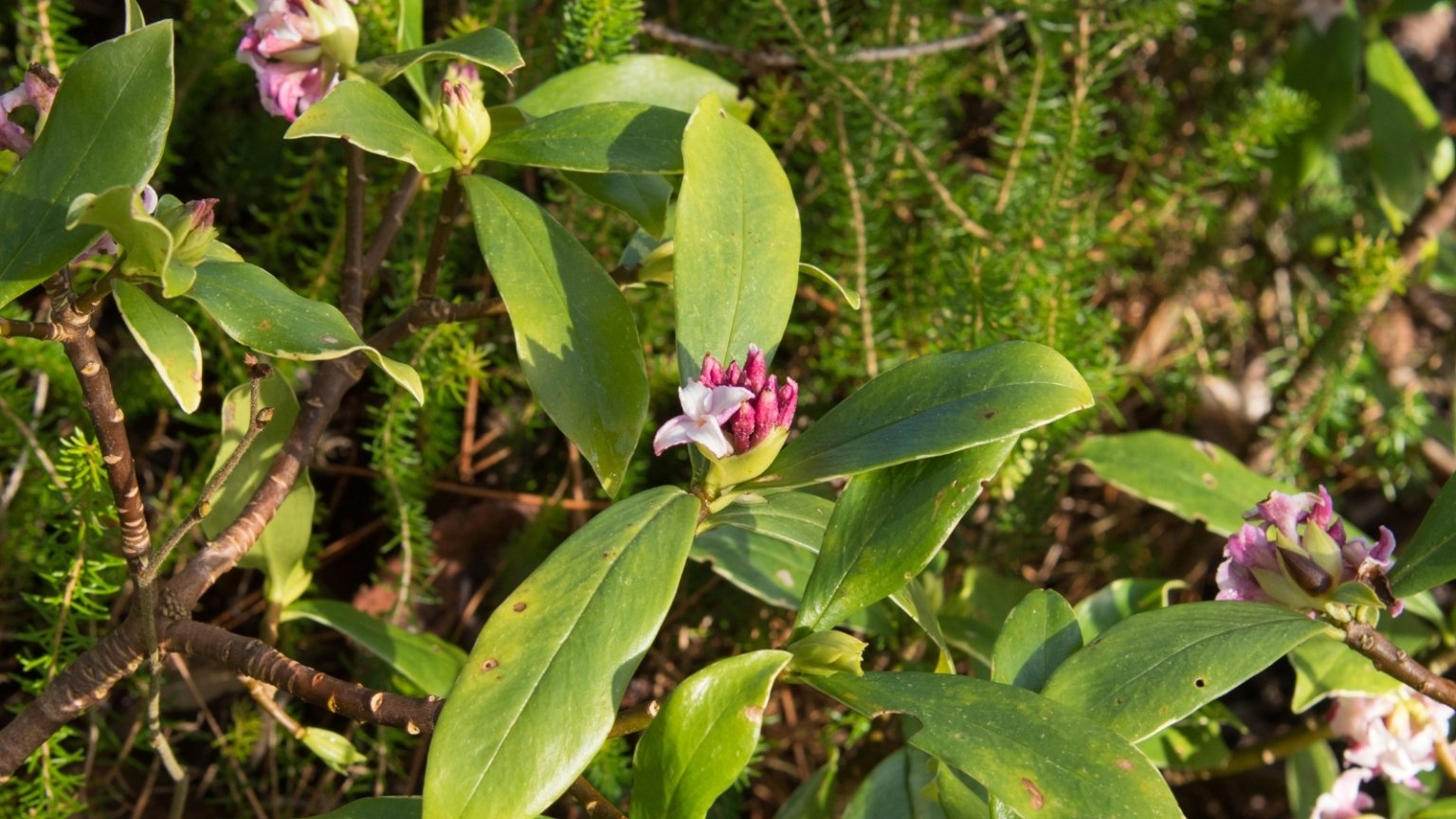 9 Flowering Daphne Varieties For Your Landscape