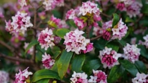 How to Plant, Grow, and Care For Daphne Shrubs