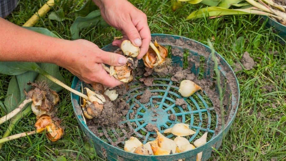 A Guide to Tulip and Daffodil Post-Bloom Care