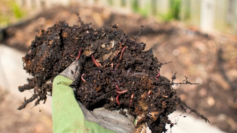 The Best Performing DIY Soil Mix for Home Gardeners: How to Make it