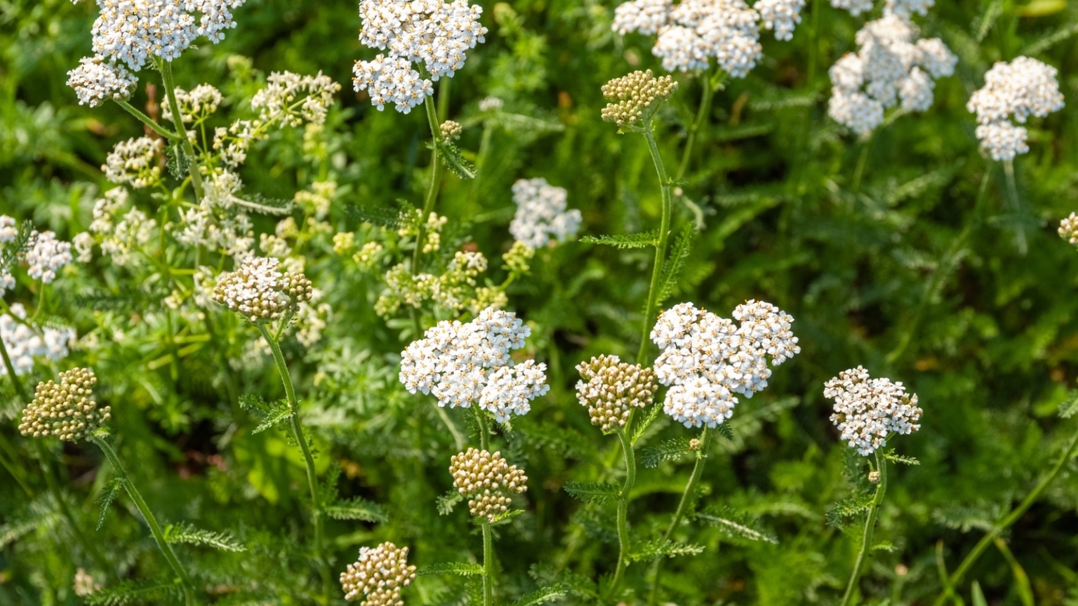 31 Native Plants That Attract Wildlife